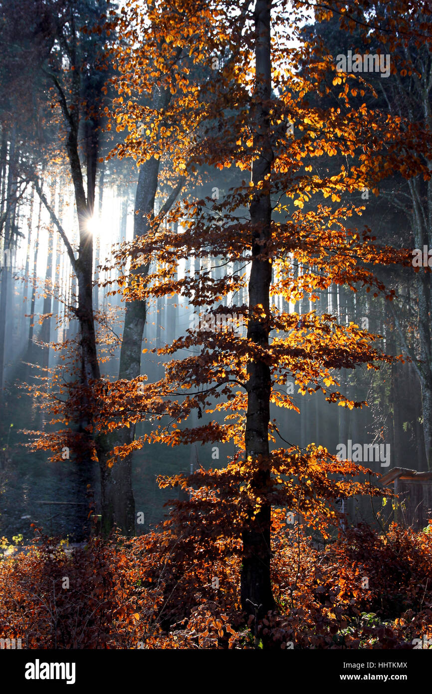 leaves, deciduous tree, beech, colour, colors, colours, forest, shine ...