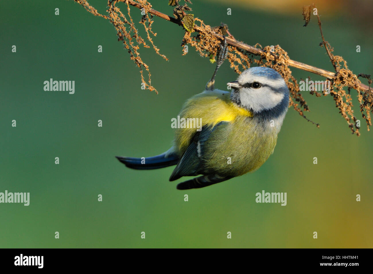 bird, birds, stinging nettle, approach, titmouse, blue tit, bird, fauna ...