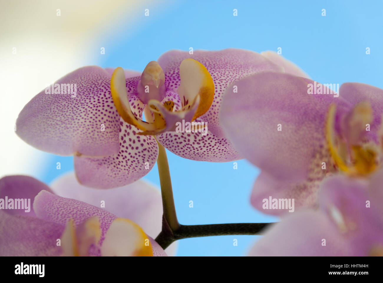 flower, rose, plant, branch, petals, stalk, stem, orchid, nature ...