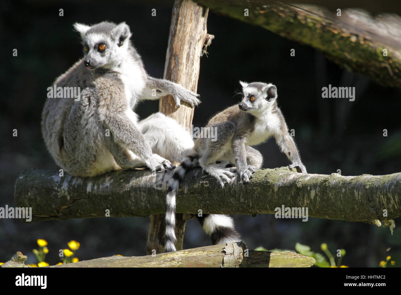 offspring, cub, baby, young animal, lemur, familiy, family, animal ...