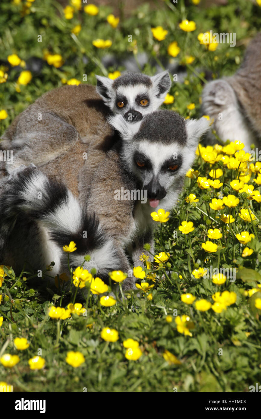 offspring, cub, baby, young animal, lemur, familiy, family, animal ...