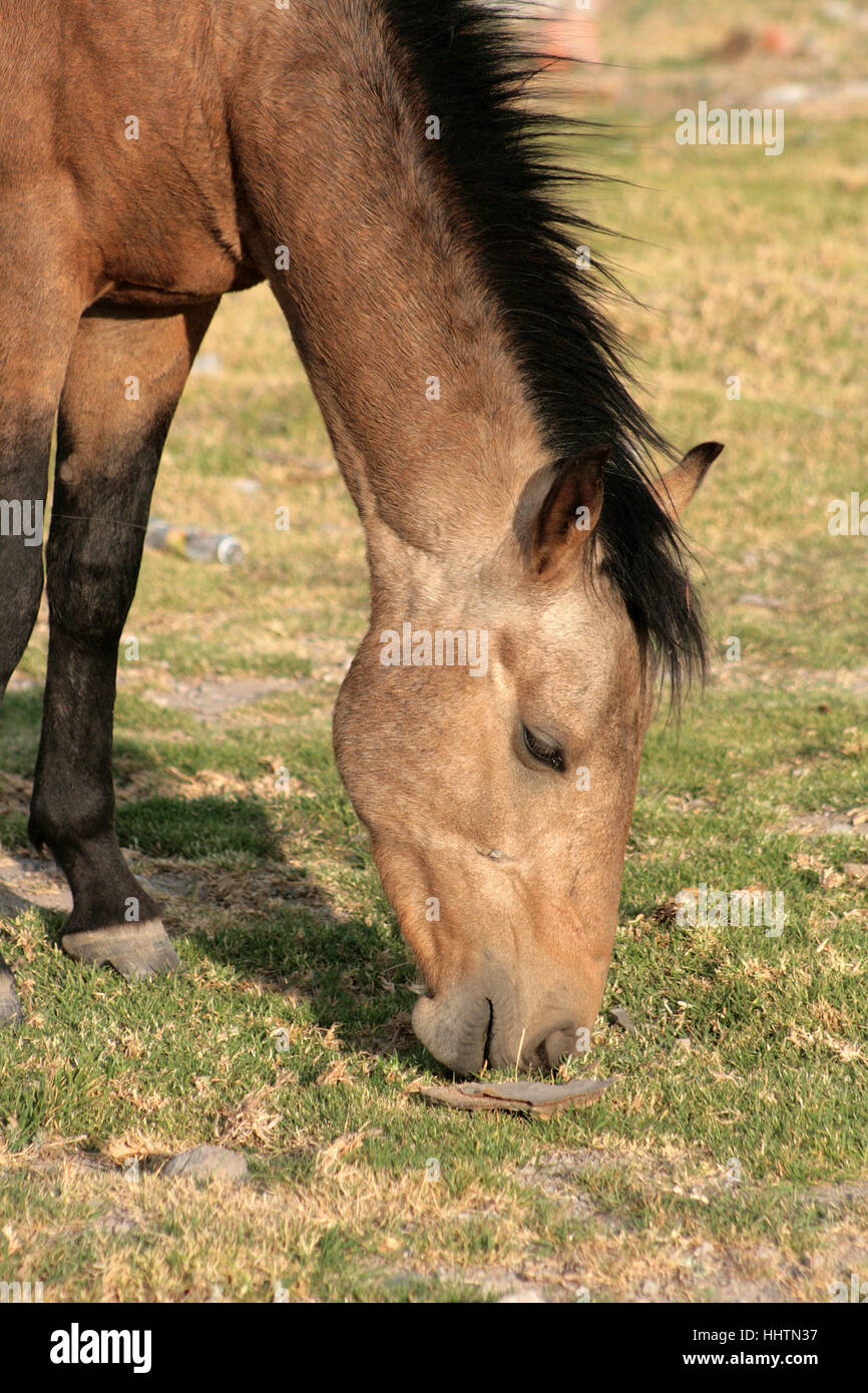 horse, animal, male, masculine, outdoor, stallion, farm, farm animal ...