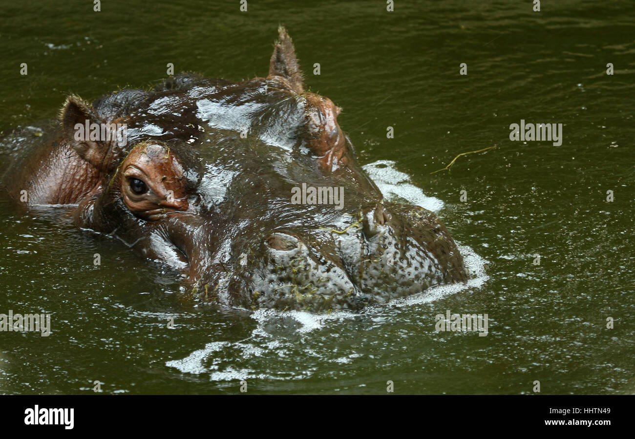 mammal, portrait, hippopotamus, hippo, bathing, water, mouth, macro ...