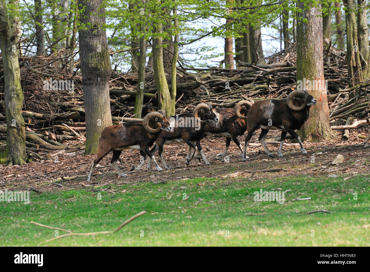 buck, ram, sheep (pl.), fall, autumn, tree, trees, animal, mammal ...