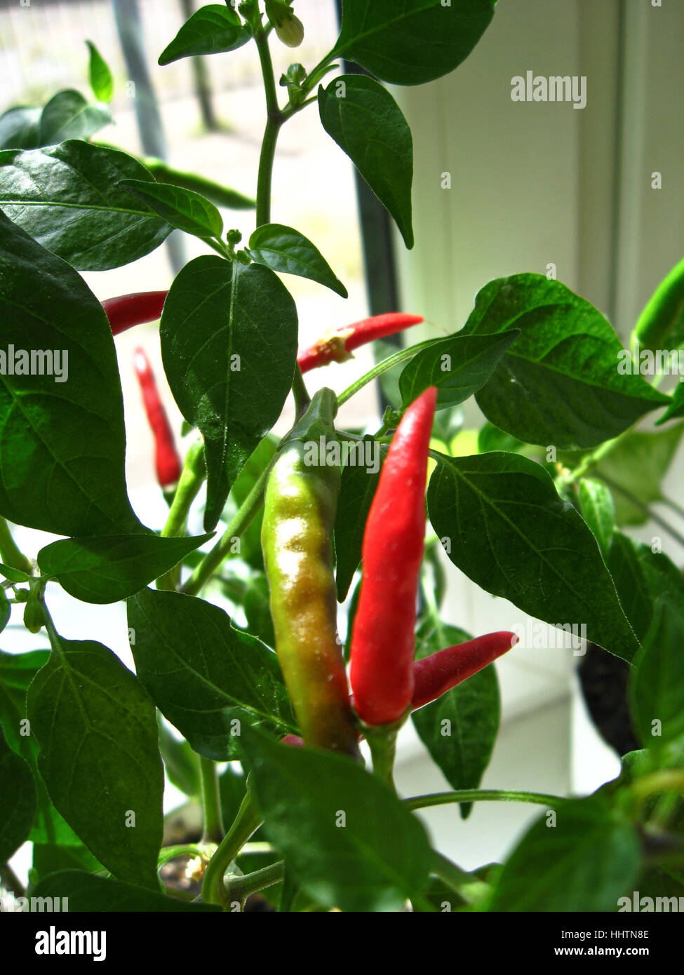 pepper, harvest, vegetable, bunch, ready, red, food, aliment, pepper ...