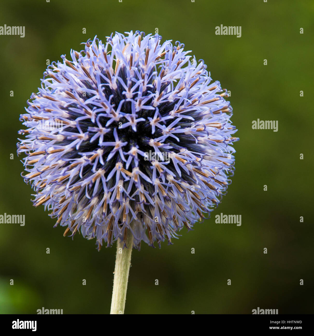 Single globe thistle hi-res stock photography and images - Alamy