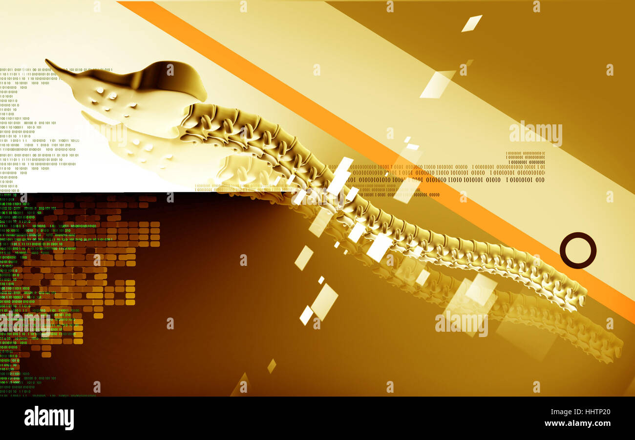 health, medicinally, medical, graphics, colour, illustration, stretch ...