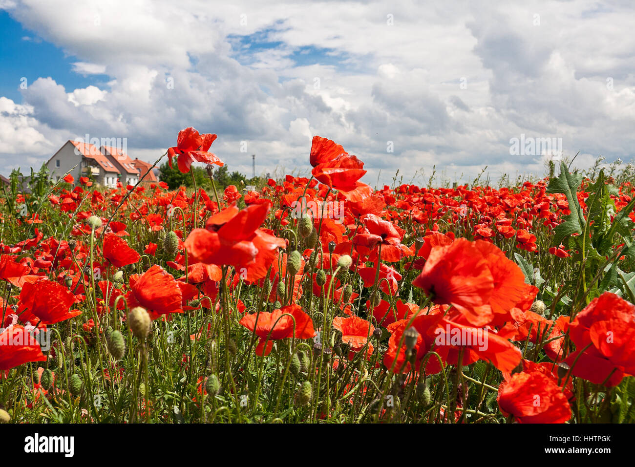 poppy, blue, field, flower, flowers, plant, summer, summerly, poppy ...