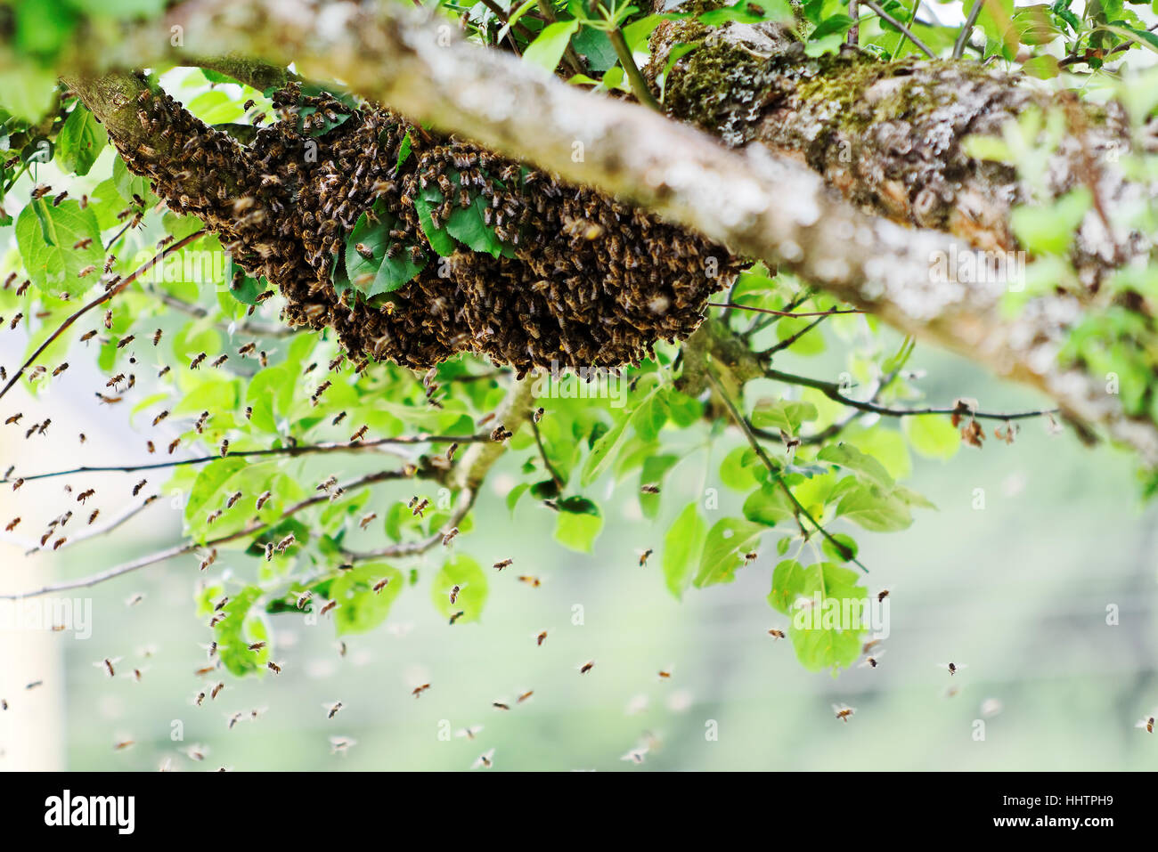 tree, branch, bees, swarm, school, plant, nature, insect, bee, tree ...
