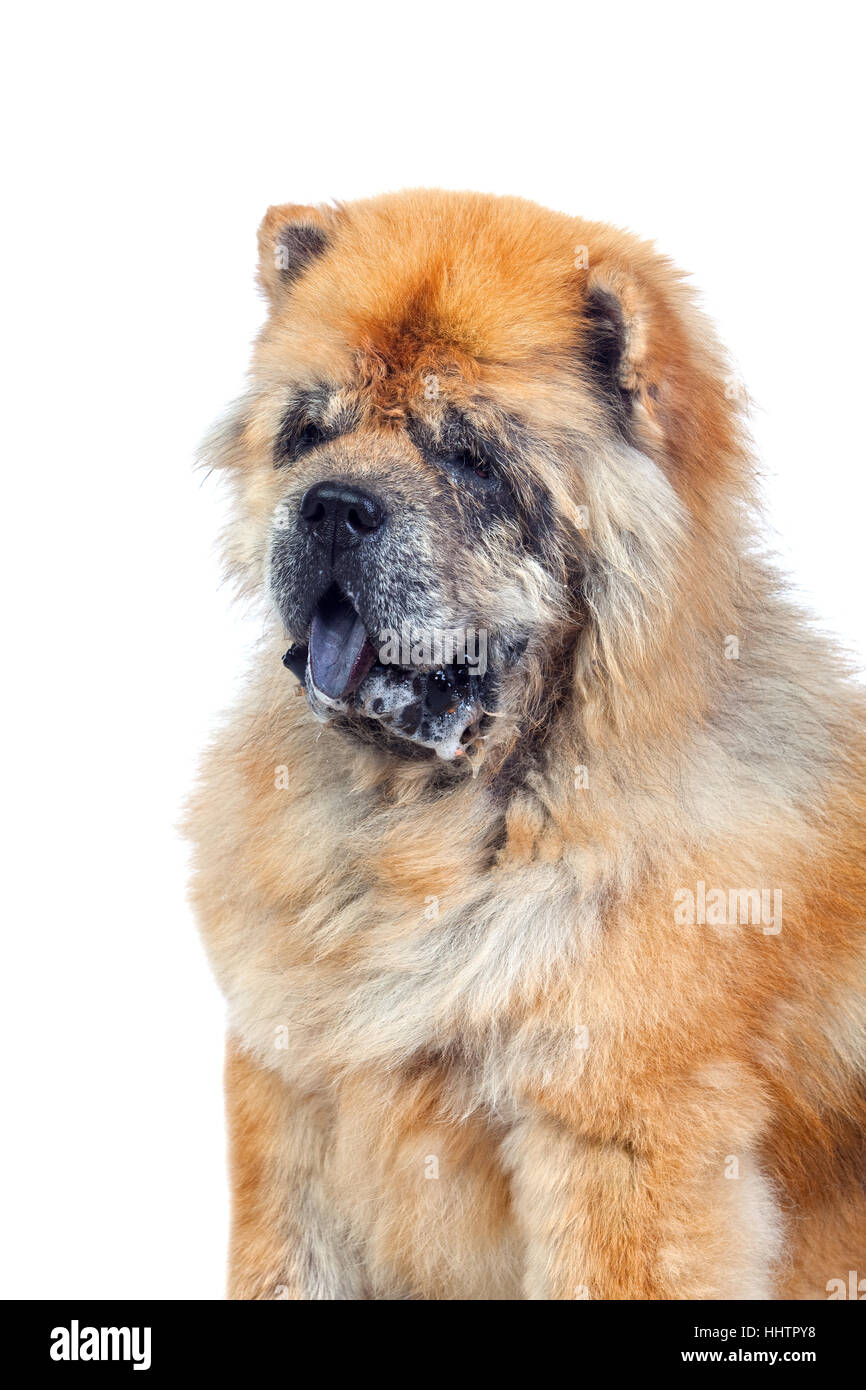 animal, mammal, dog, china, homey, domestic, canine, blue, isolated ...