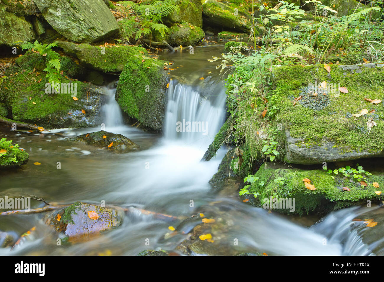 park, wood, wild, waterfall, backdrop, background, forest, water ...