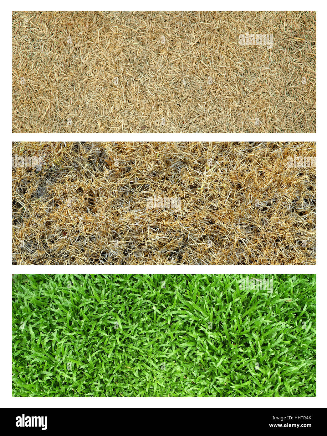 environment, enviroment, isolated, closeup, horizon, garden, ground ...