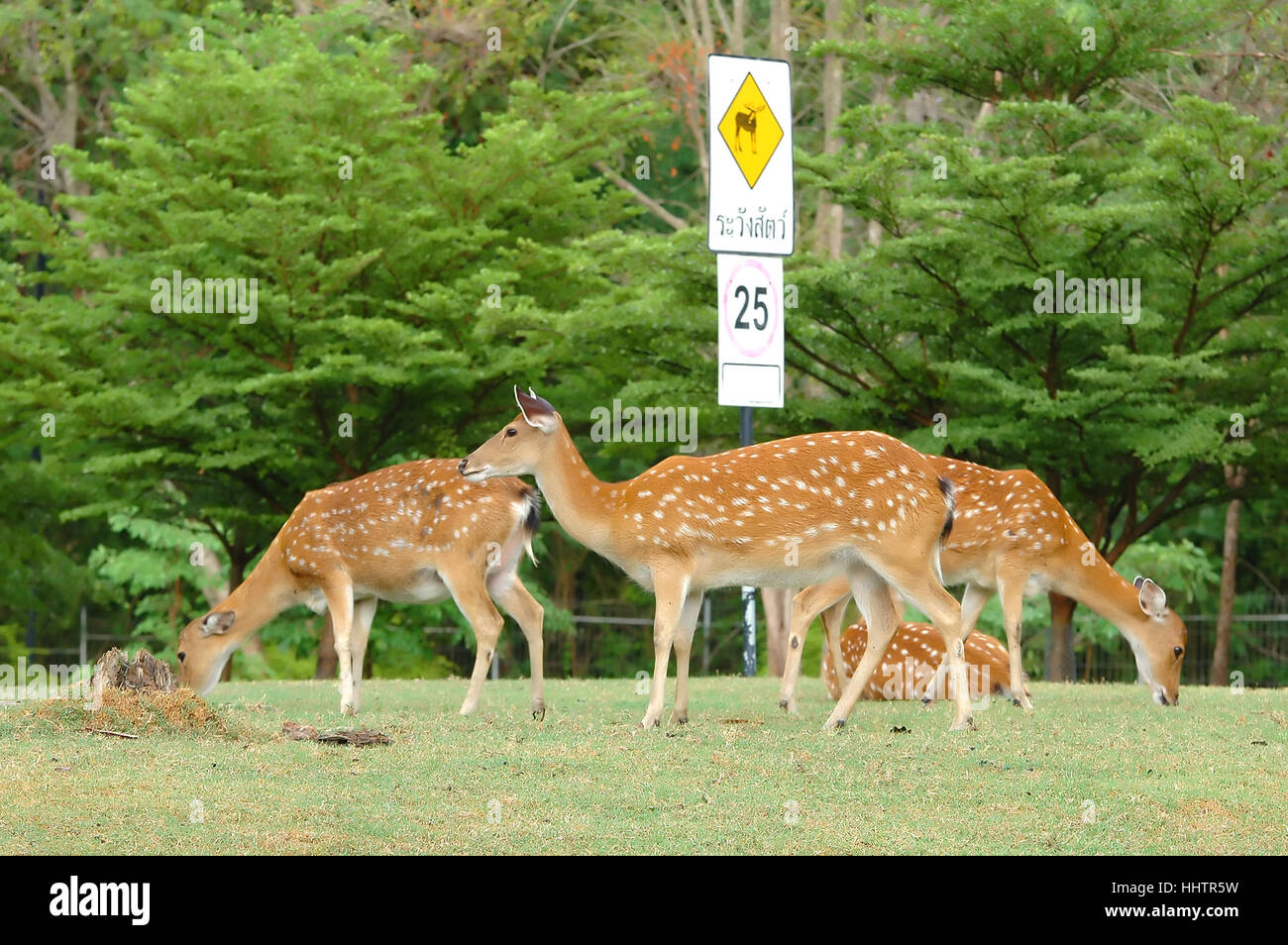 sign, signal, danger, tree, trees, park, risk, animal, traffic ...