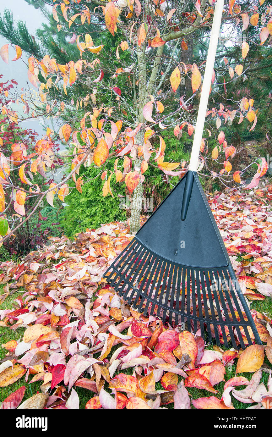 Raking Fall Leaves in Garden Vertical Stock Photo - Alamy