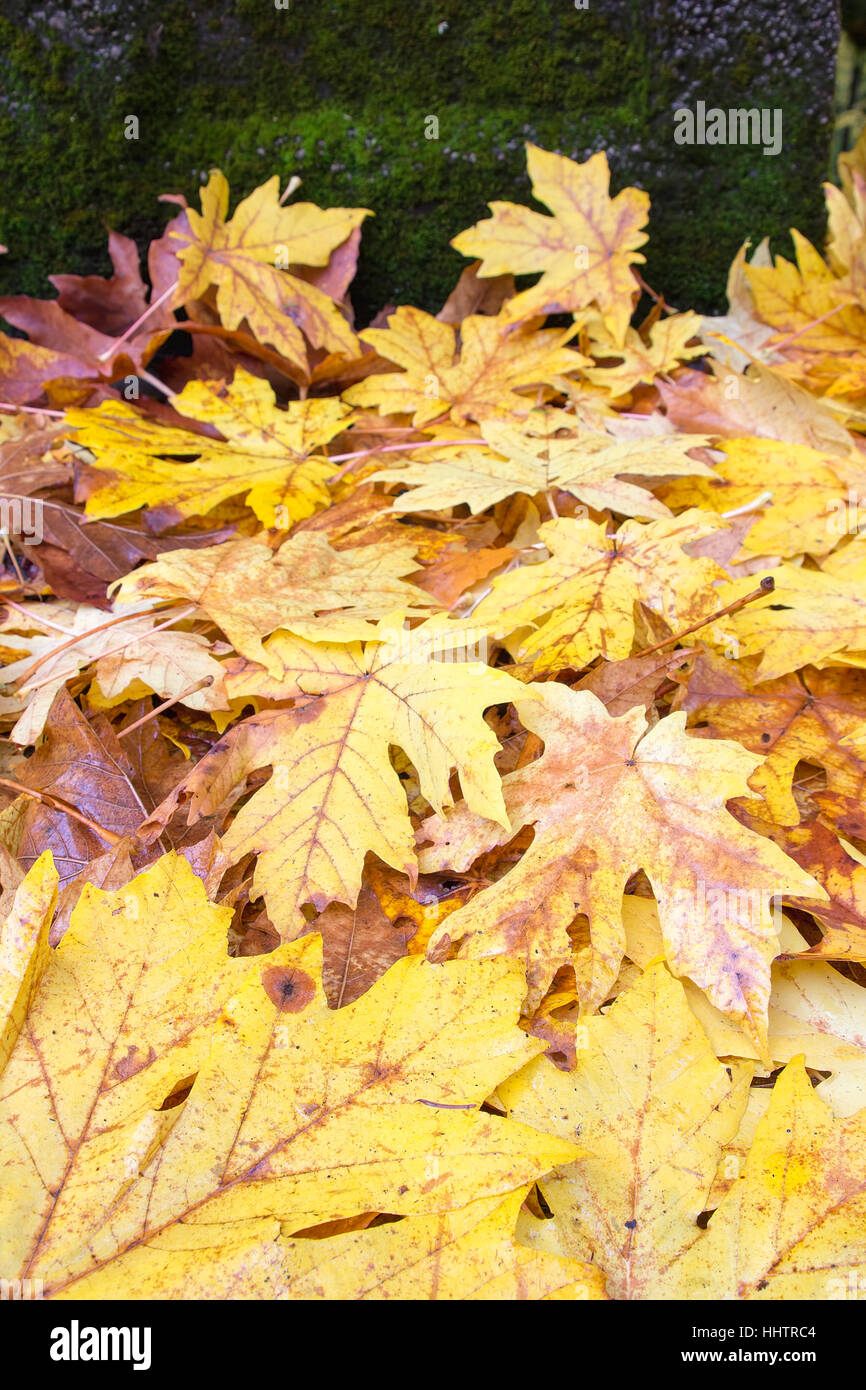 colour, giant, leaves, maple, season, color, yellow, foliage, fallen ...