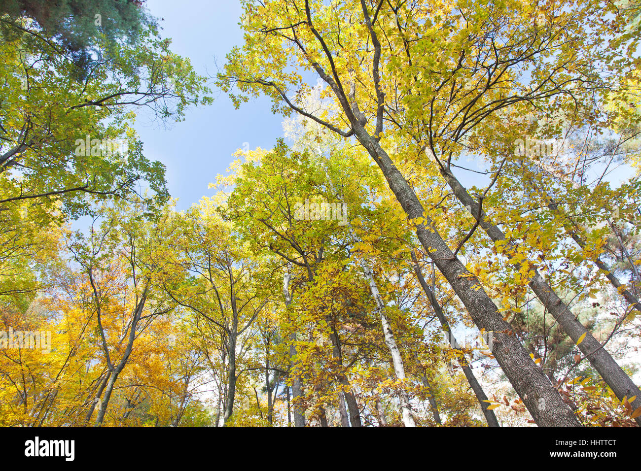 colorful, forest, fall, autumn, tree, trees, summer, summerly ...