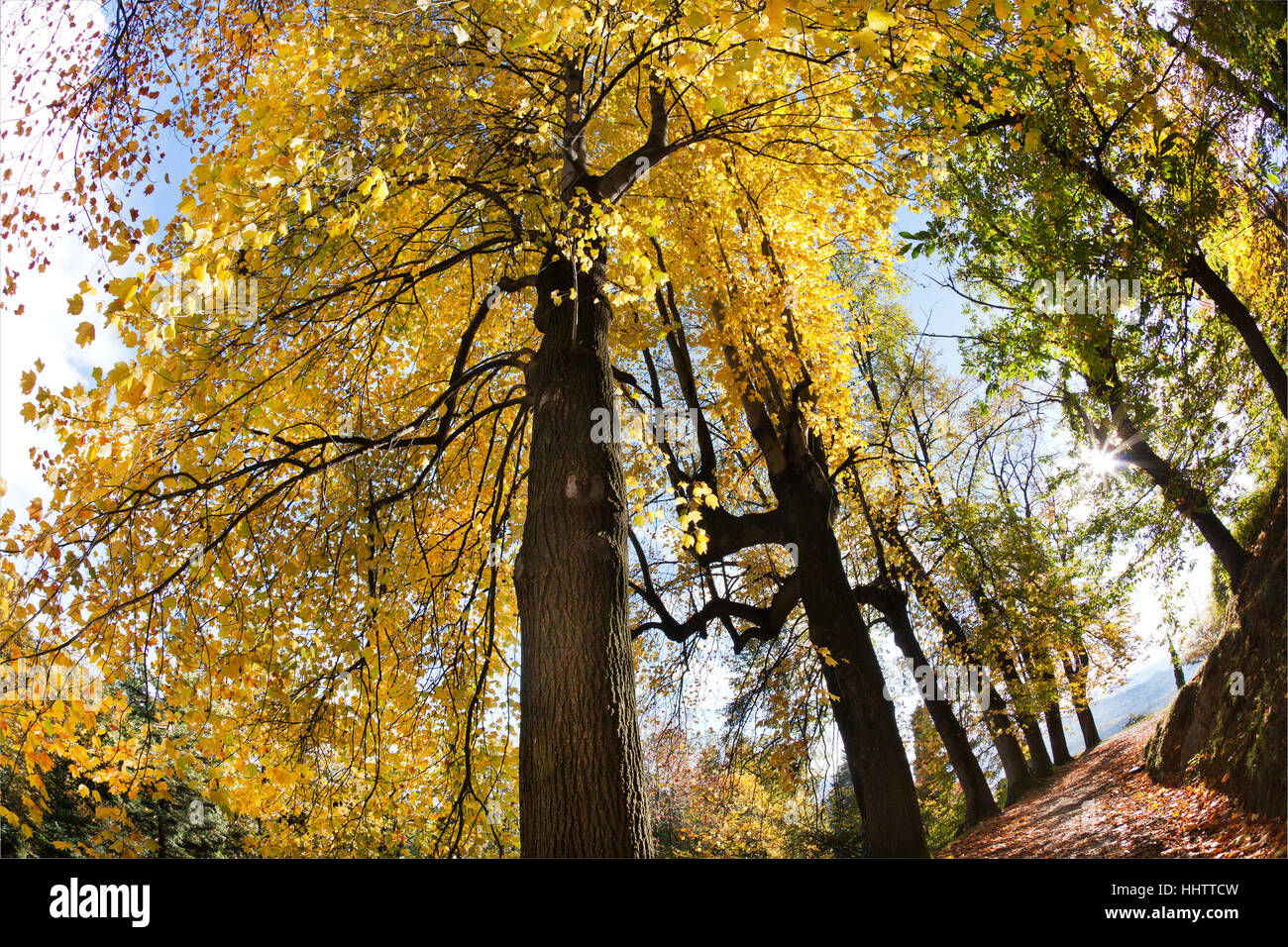 colorful, forest, fall, autumn, tree, trees, summer, summerly ...