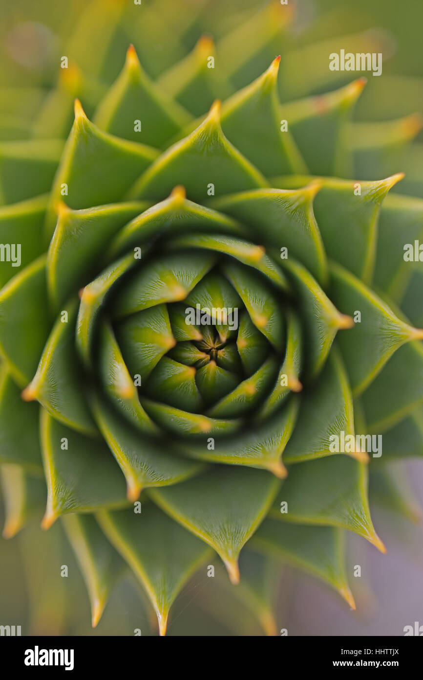 leaves, tribes, branches, bright, shiny, needles, width, hardy ...
