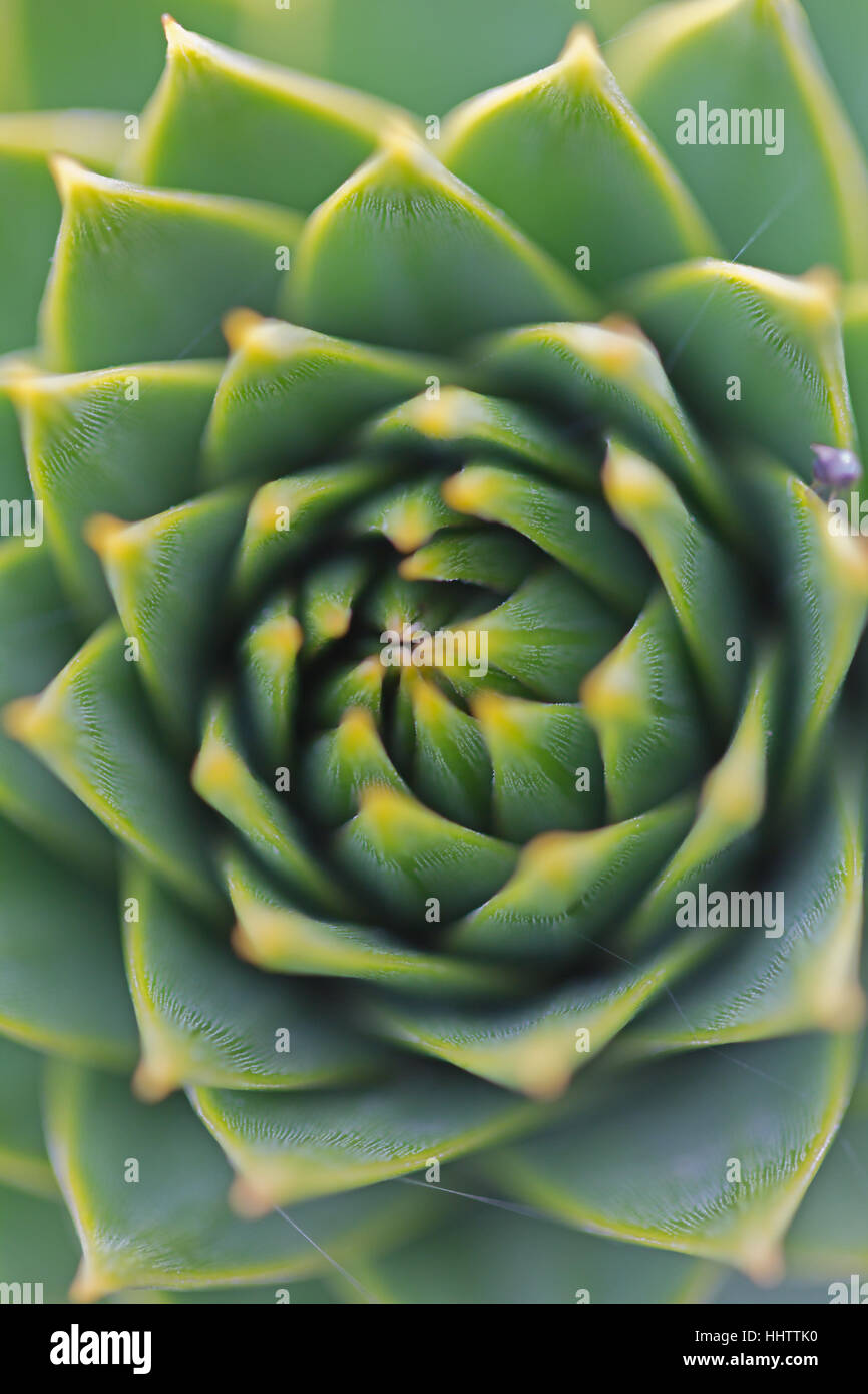 leaves, tribes, branches, bright, shiny, needles, width, hardy ...