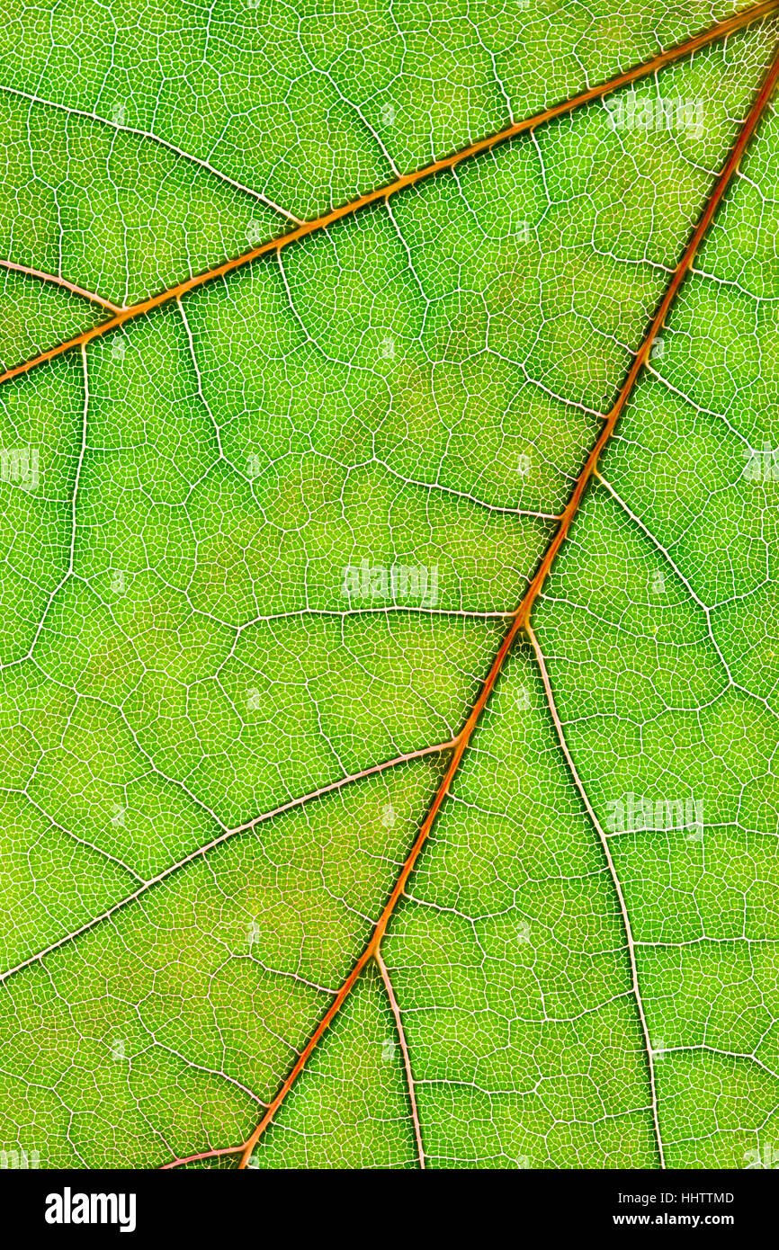 leaf, botany, botanical, lawn, green, backdrop, background, leaf, macro ...