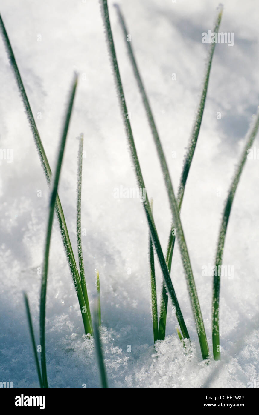 snowy, frost, snowflakes, blades of grass, blade of grass, grass ...