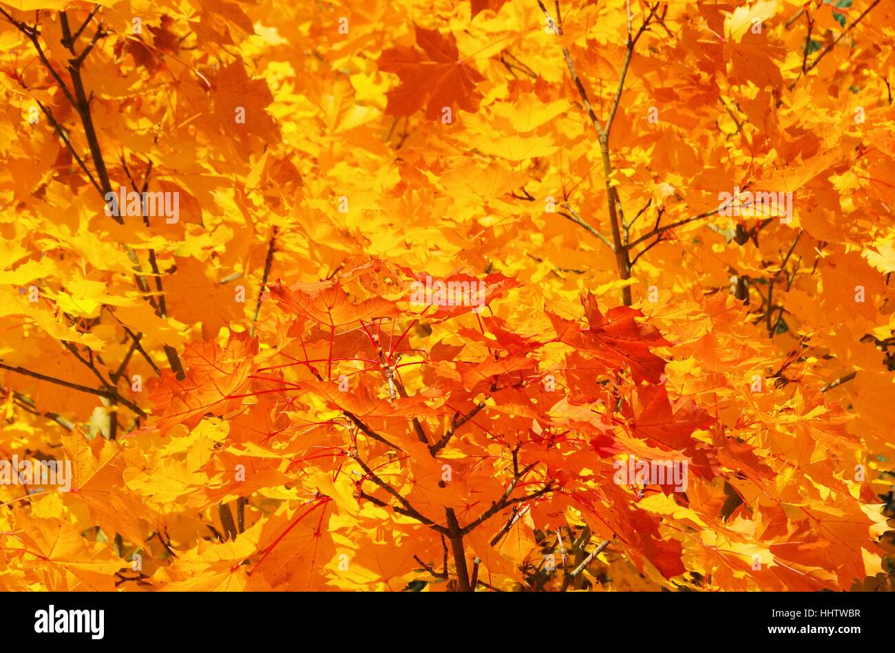 leaf, branch, maple, autumn colouring, leaves, foliage, shine, shines ...