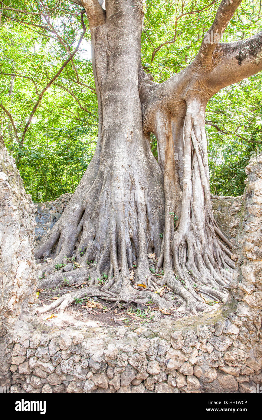 travel, historical, city, town, monument, culture, tree, trees, tourism ...