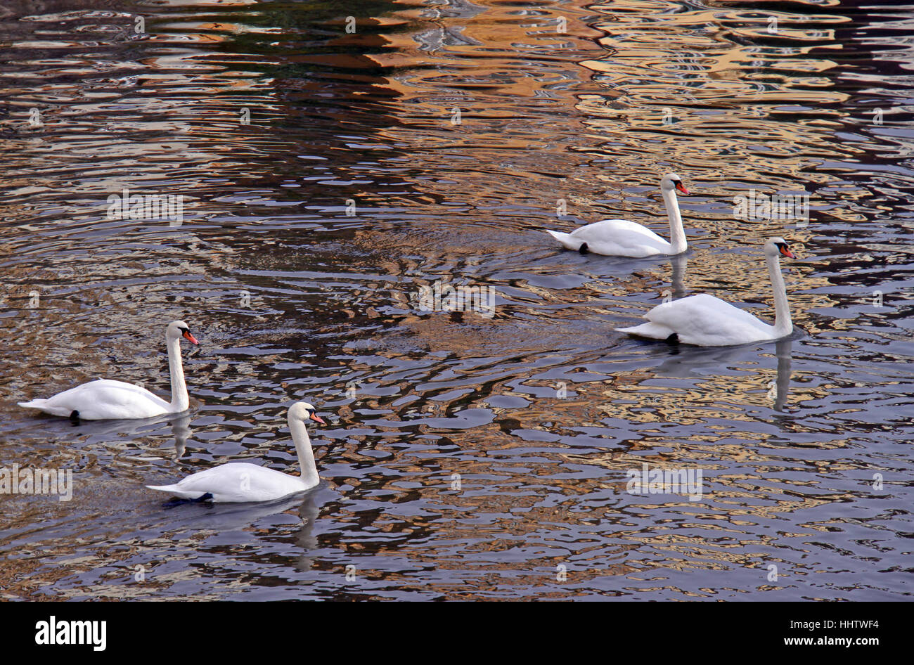 Prchenbildung hi-res stock photography and images - Alamy