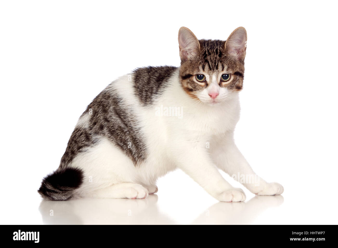 animal, pet, cat baby, kitten, homey, domestic, feline, pussycat, cat ...