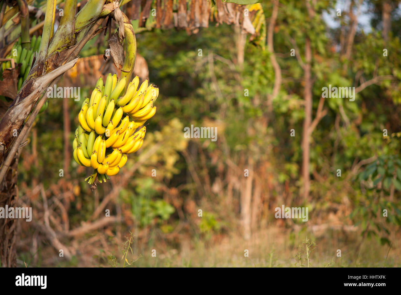 fruit, bananas, tree, agriculture, farming, useful plant, horizontal ...