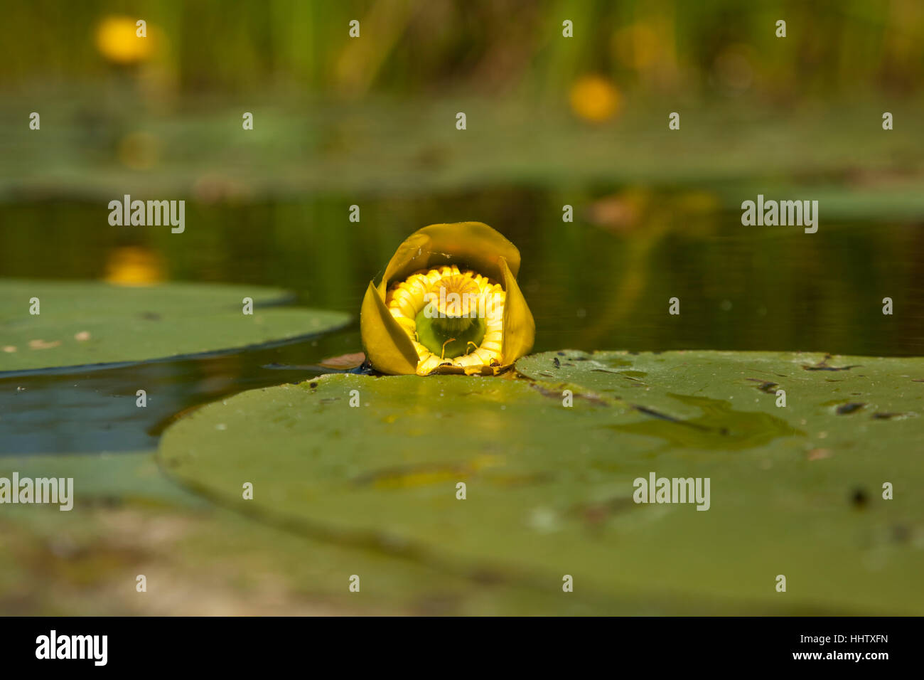 flower, plant, water lily, scenery, countryside, nature, yellow, river ...