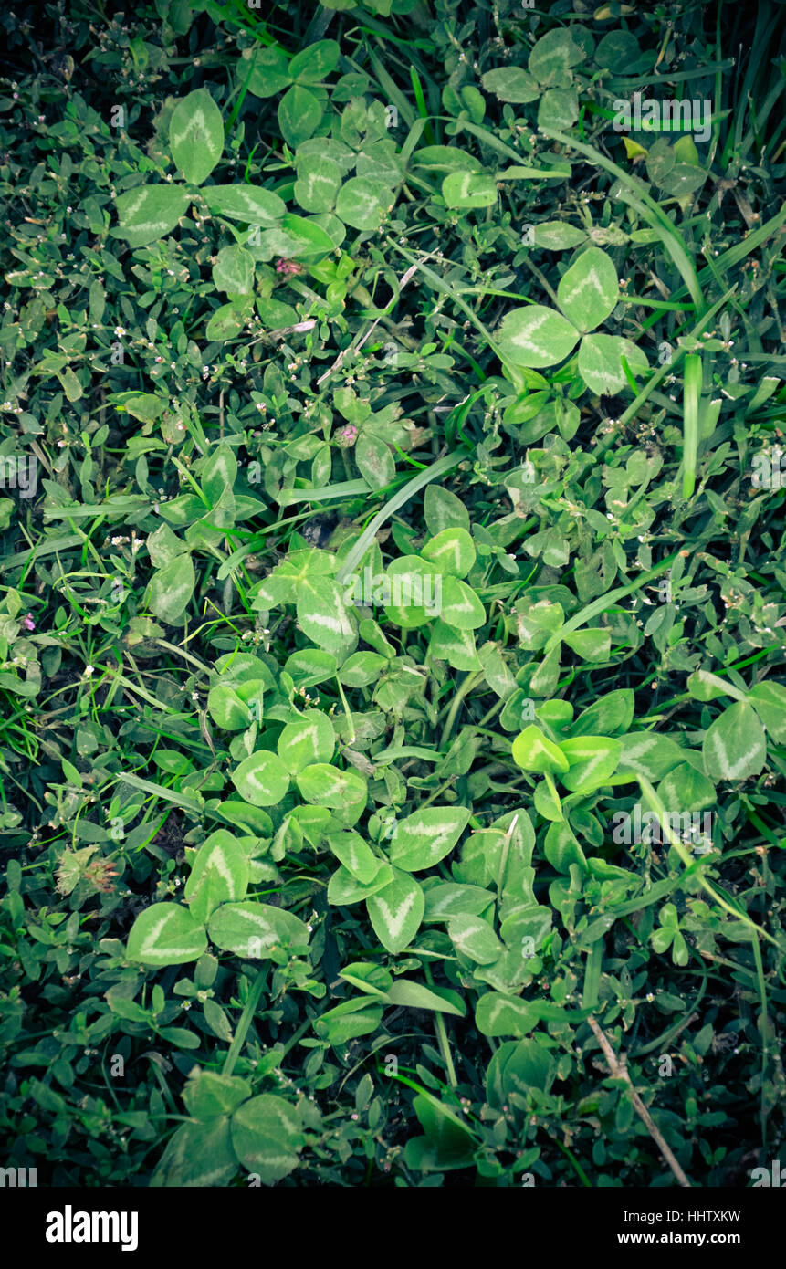 Green grass as background in summer forest Stock Photo - Alamy