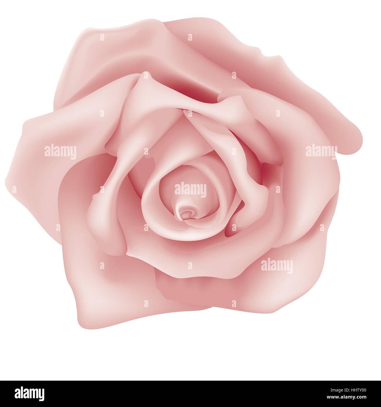 Close up pink rose flower Stock Vector Images - Alamy