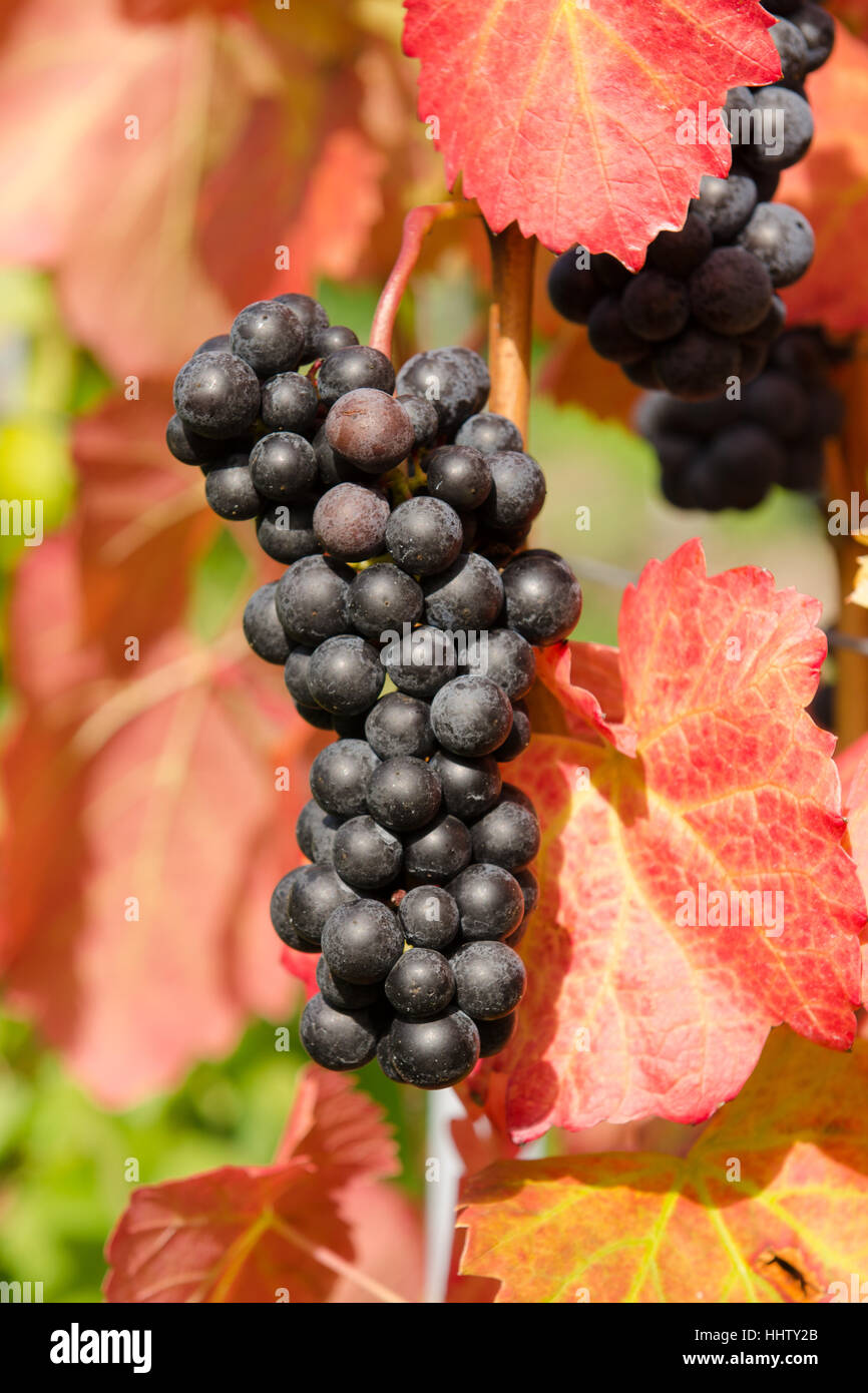 autumn foliage, autumn colouring, vine, grape vine, grape-vine, leaves ...