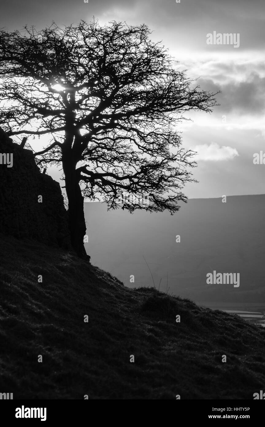 Tree in Black and White Stock Photo - Alamy