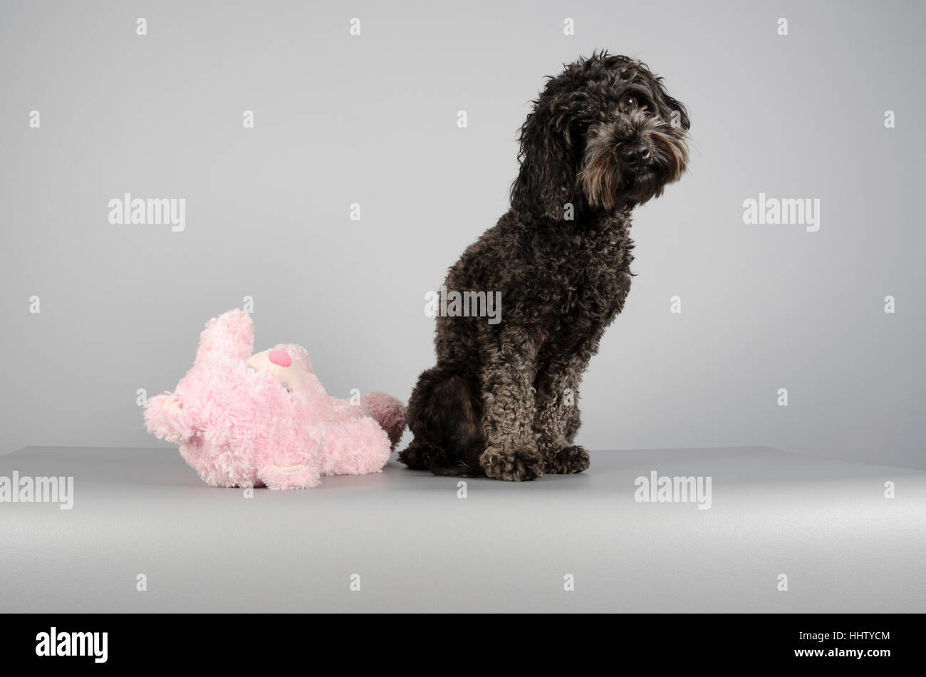 Cockapoo dog with Teddy bear on grey background - female - 2 years, UK ...