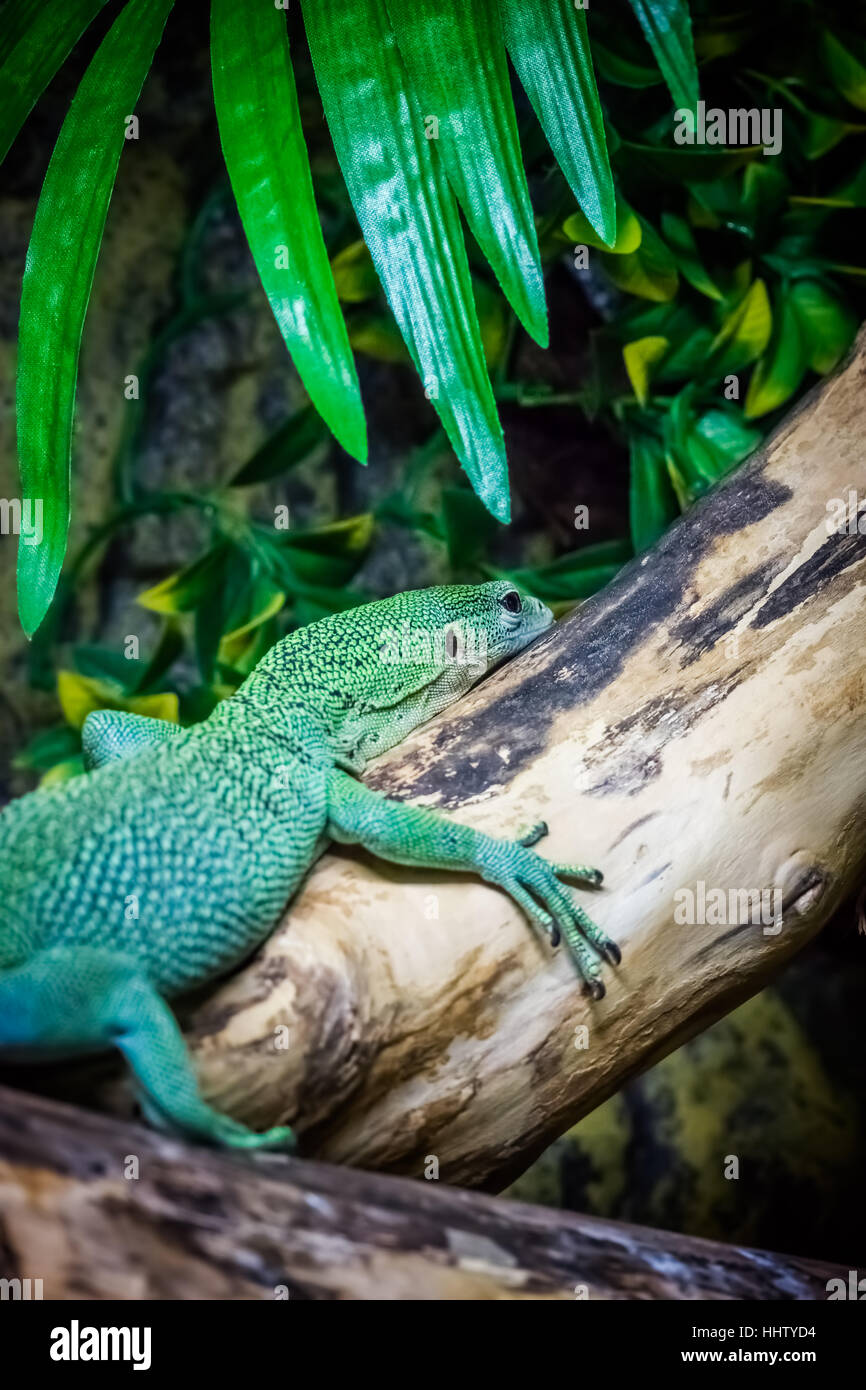 Small green lizard on a tree log in a zoo Stock Photo - Alamy