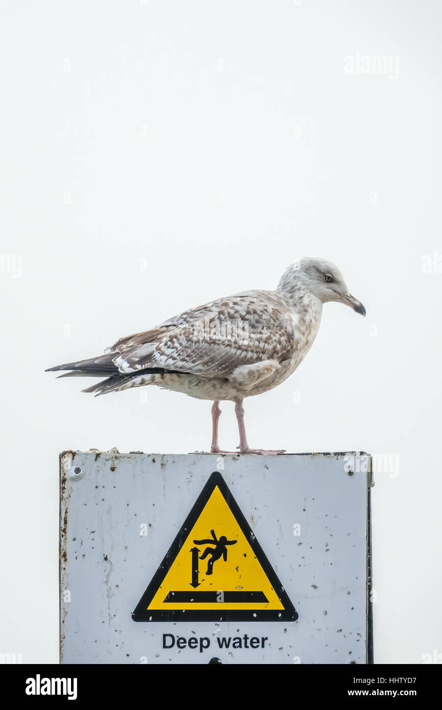 Seagull sitting on a top of a Deep Water warning sign Stock Photo - Alamy