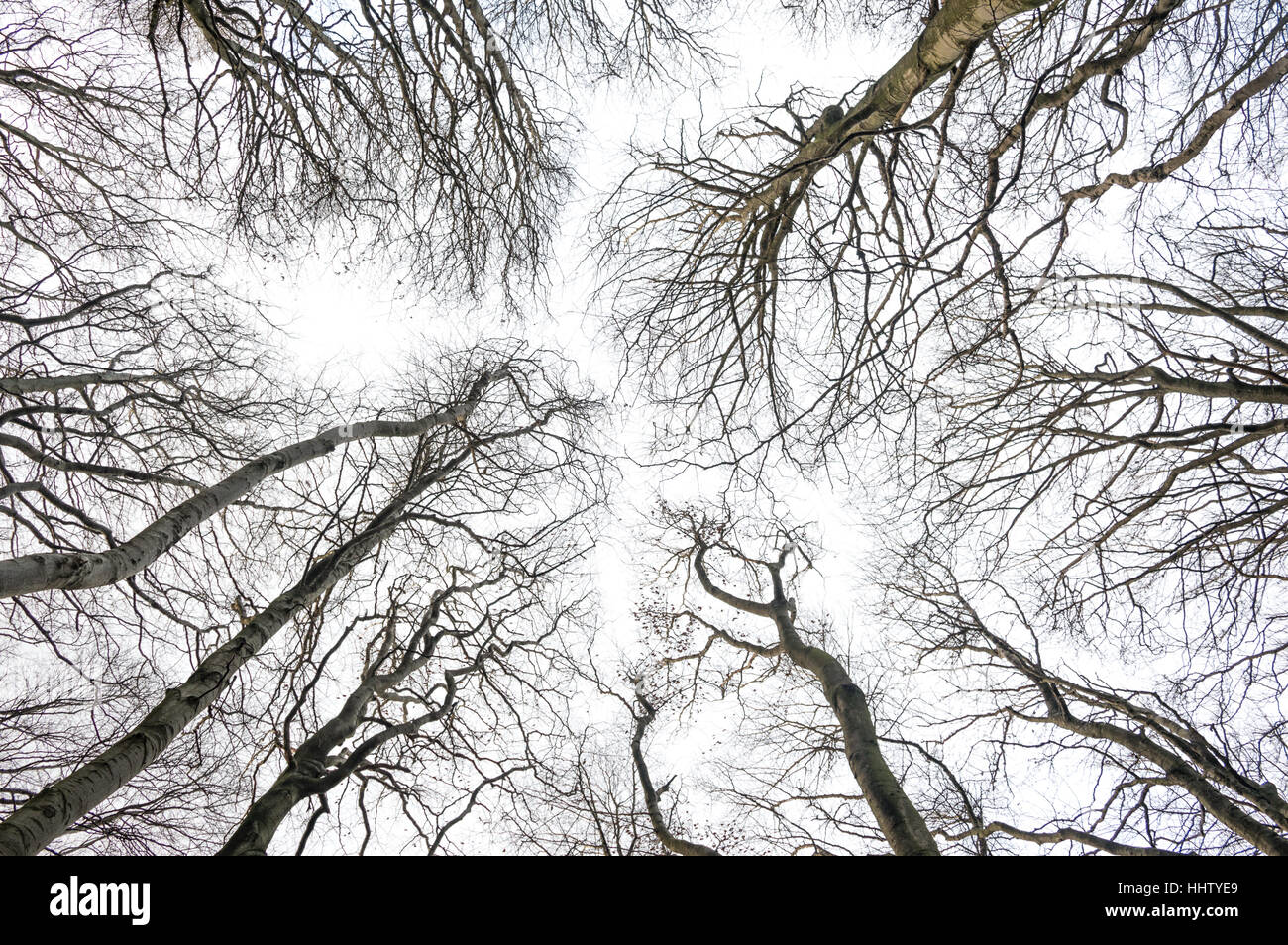 Looking up into the trees Stock Photo - Alamy