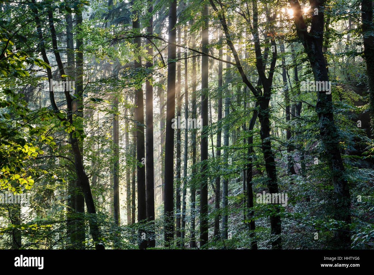 Evening light in the woods at Consdorf, Mullerthal Trail, Luxembourg ...