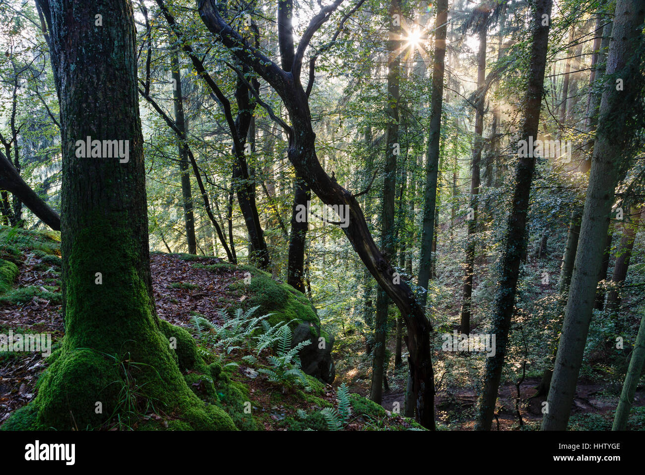 Evening light in the woods at Consdorf, Mullerthal Trail, Luxembourg ...