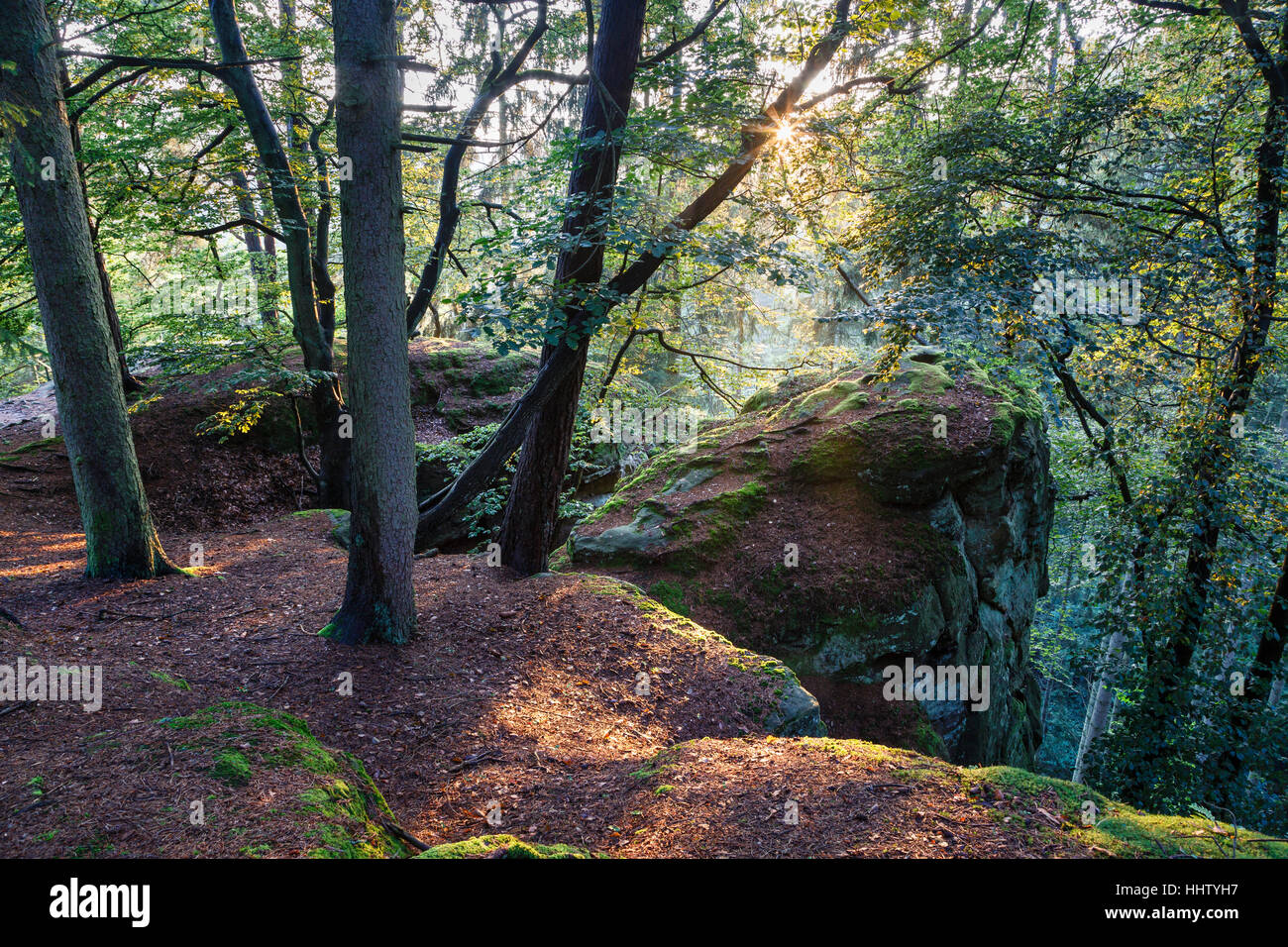 Evening light in the woods at Consdorf, Mullerthal Trail, Luxembourg ...