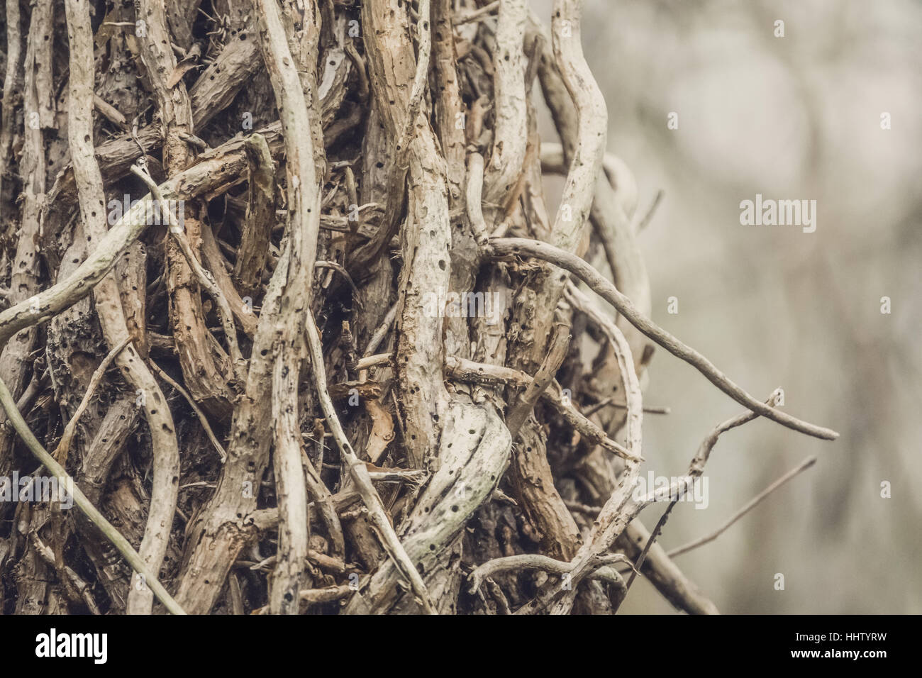 The dried root of the tree hi-res stock photography and images - Alamy