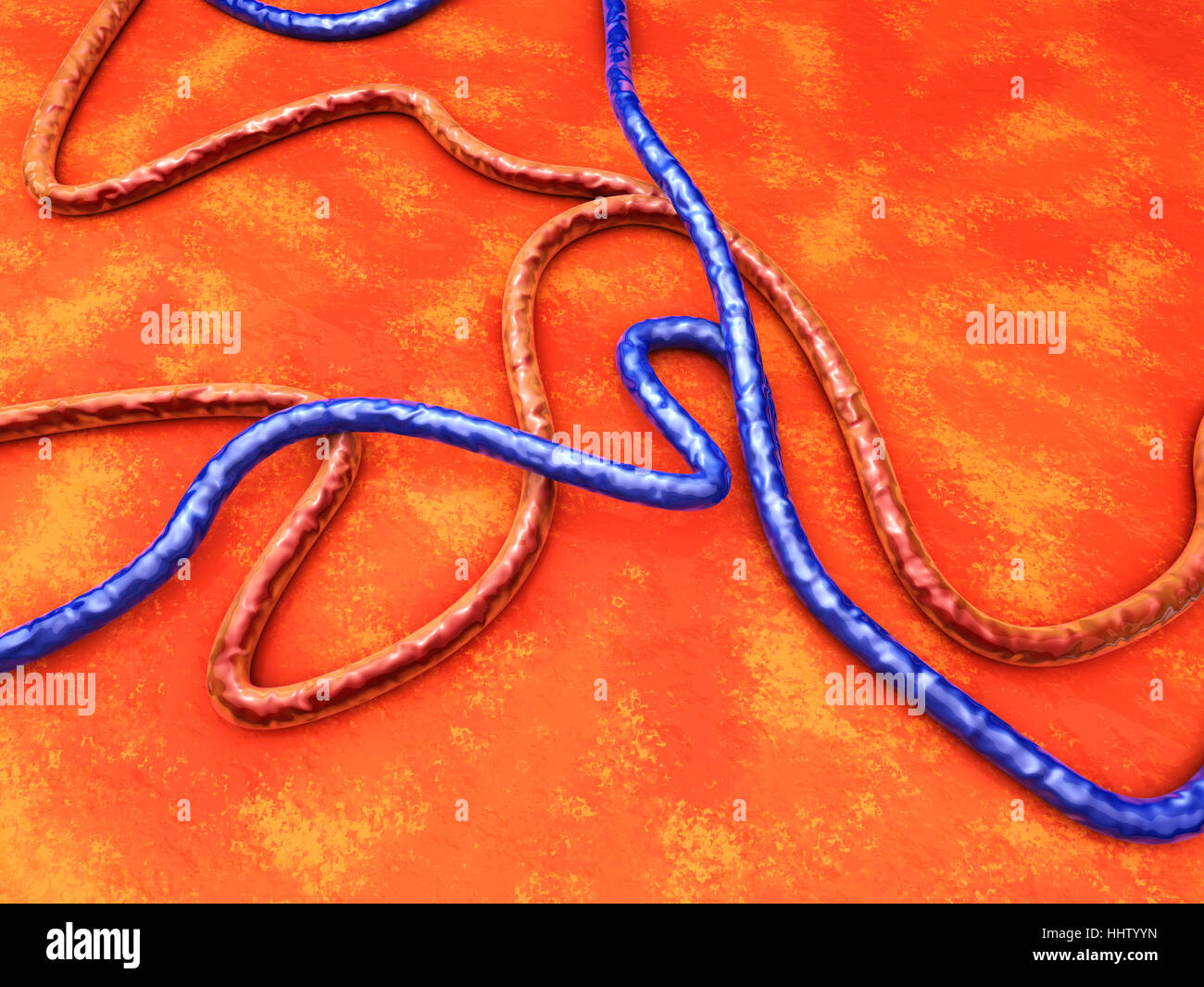 medicinally, medical, circulation, flow, human, human being, stream ...