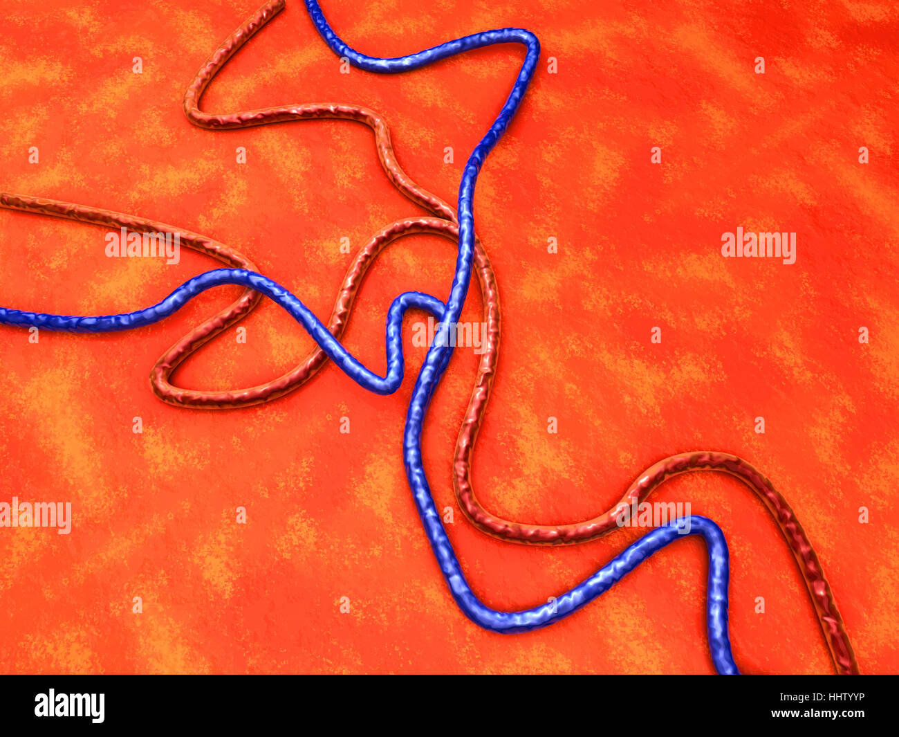 medicinally, medical, circulation, flow, human, human being, stream ...