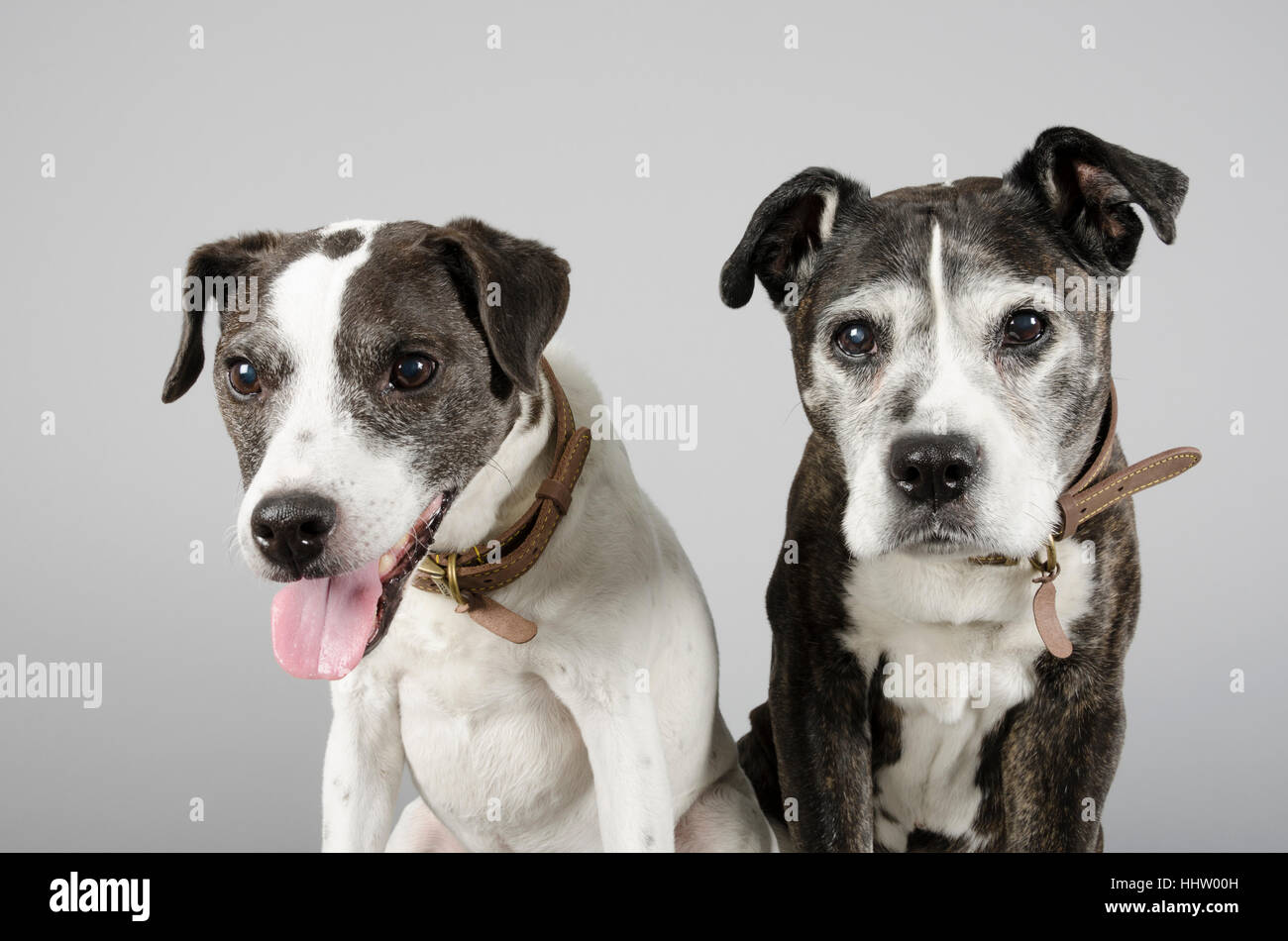 Mature couple and two dogs hi-res stock photography and images - Alamy