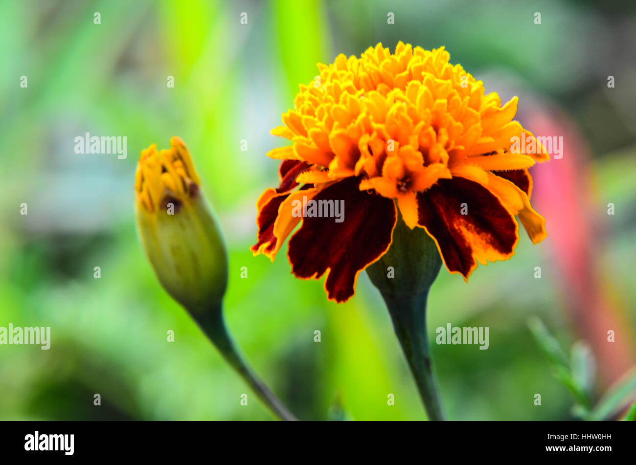 Beautiful Big Marigold Flower High Resolution Stock Photography and ...