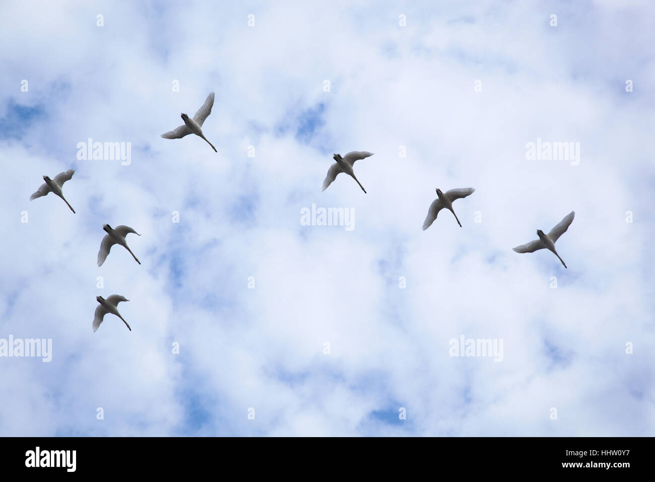 animal, swans, birds, formation, cloudy, duck, wildlife, geese, design ...