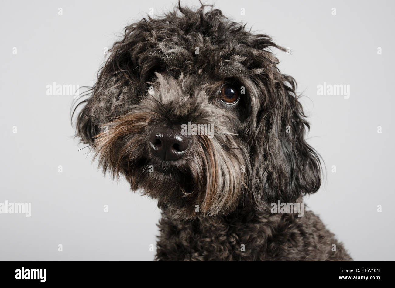 Cockapoo posing for camera hi-res stock photography and images - Alamy