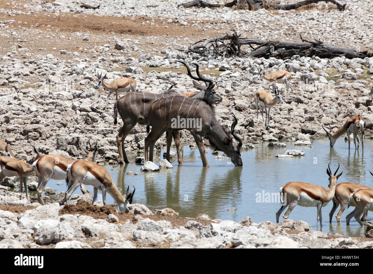 africa, namibia, dryness, waterhole, africa, namibia, dryness, safari ...